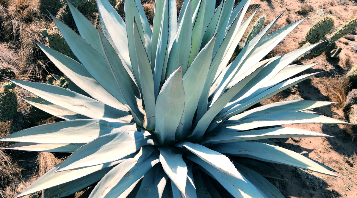 El matorral xerófilo del malpaís